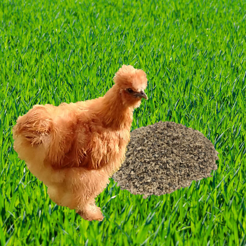 Grit med kul til store kyllinger | Silkehaven