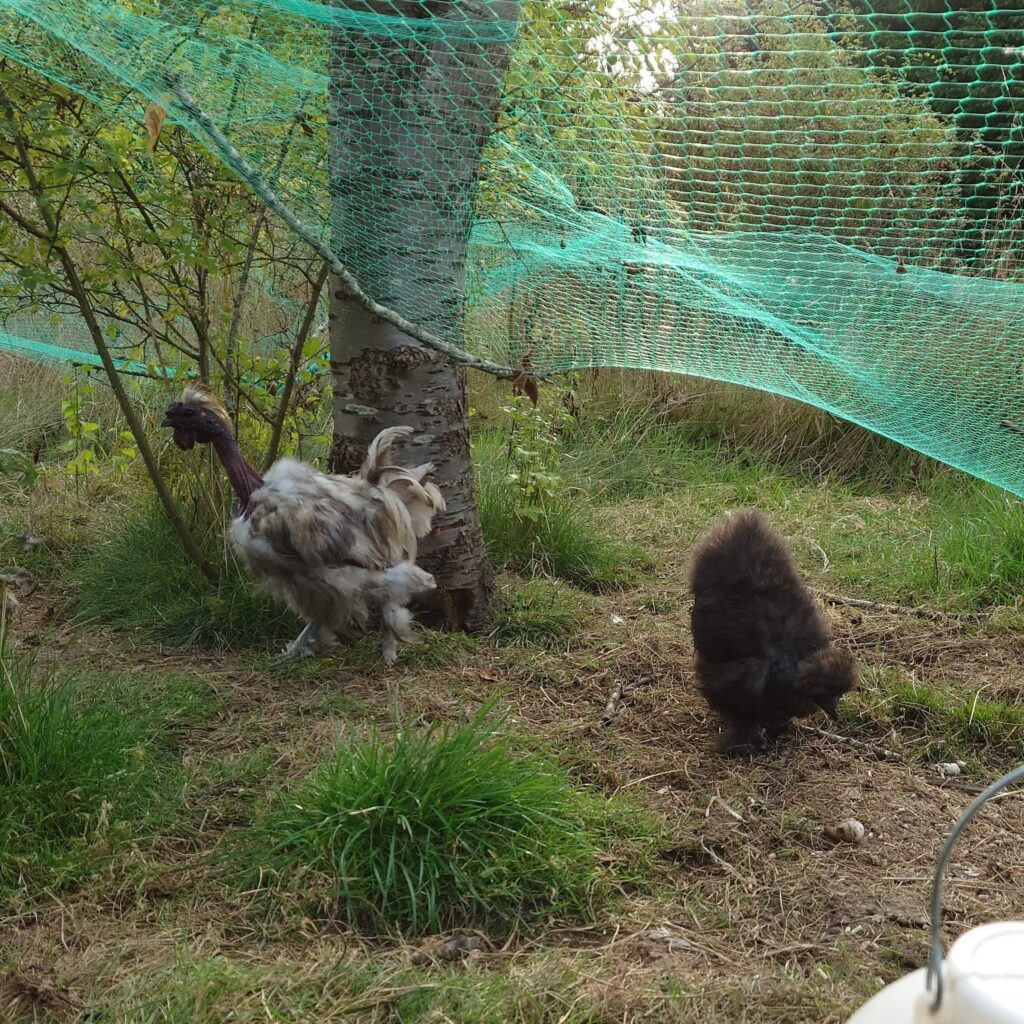 Net over hønsegård | Fuglenet | 2x5, 4x5 eller 8x8 m | Silkehaven